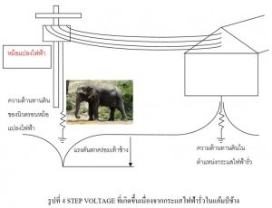 Gradient Voltage Case Study: การต่อสู้คดีจากการตายของช้าง | SIME ...